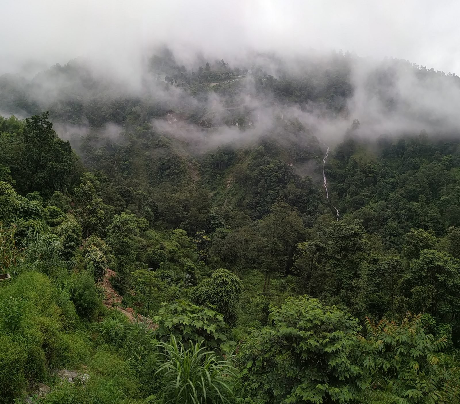 Organic Farming | Enchanted Forest Farm